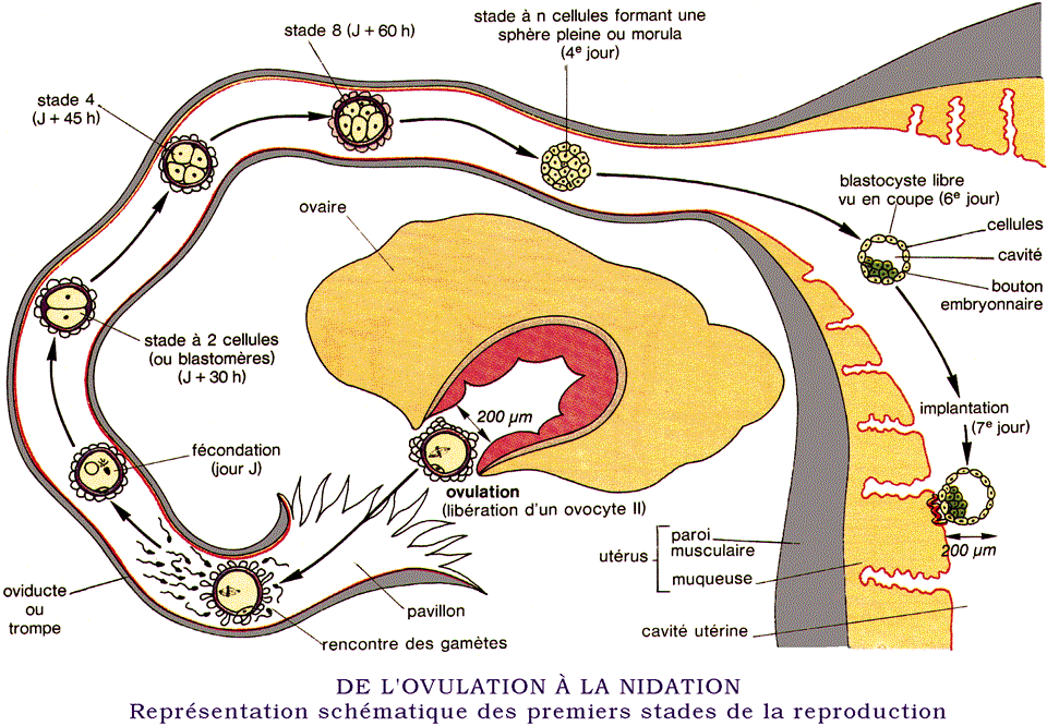 tp drosophile correction
