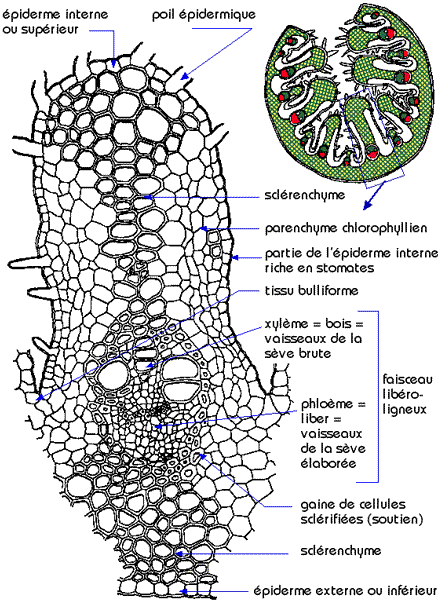 tp drosophile correction