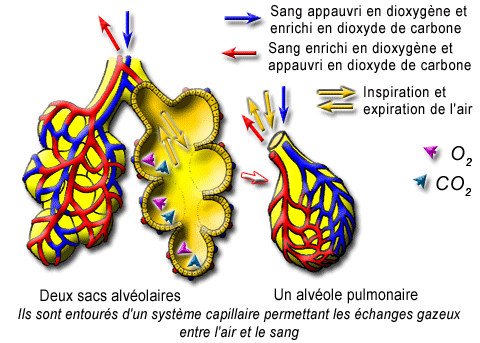 2.2.Appareil respiratoire